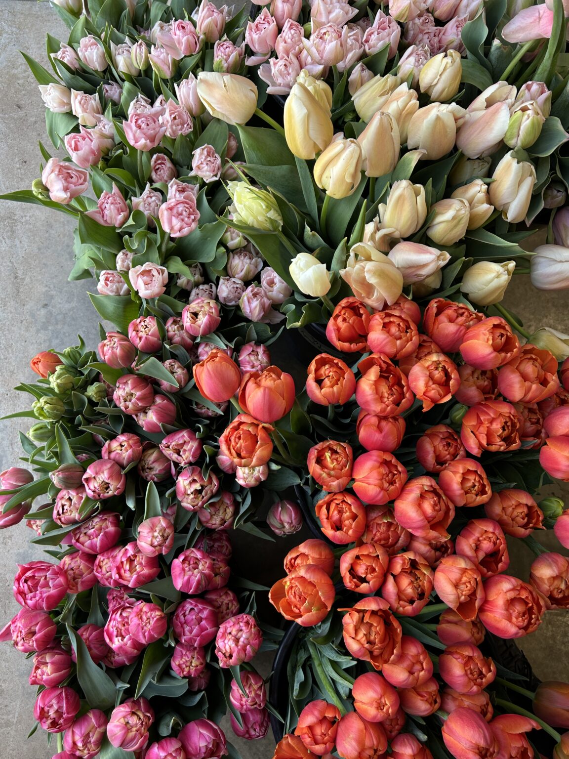 Bulk Flowers – Sweet Greens Farm
